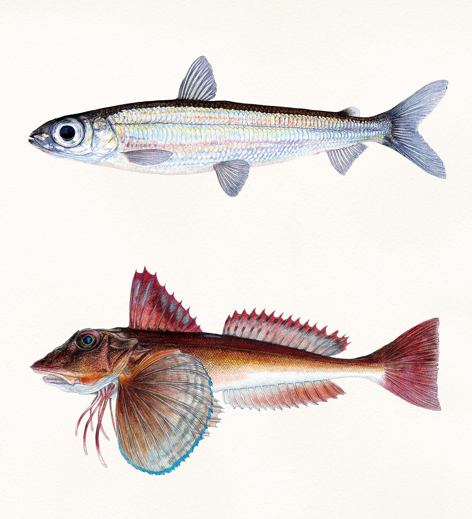 Sakke Yrjölä | Galleria Kuvitus | Kuvittajat ry